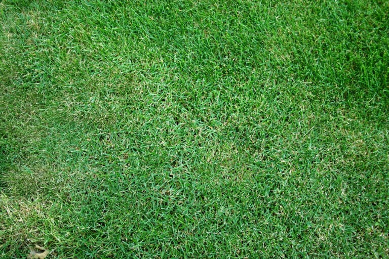 Does grass spread? Simple lawn care tips - Kyle's Garage