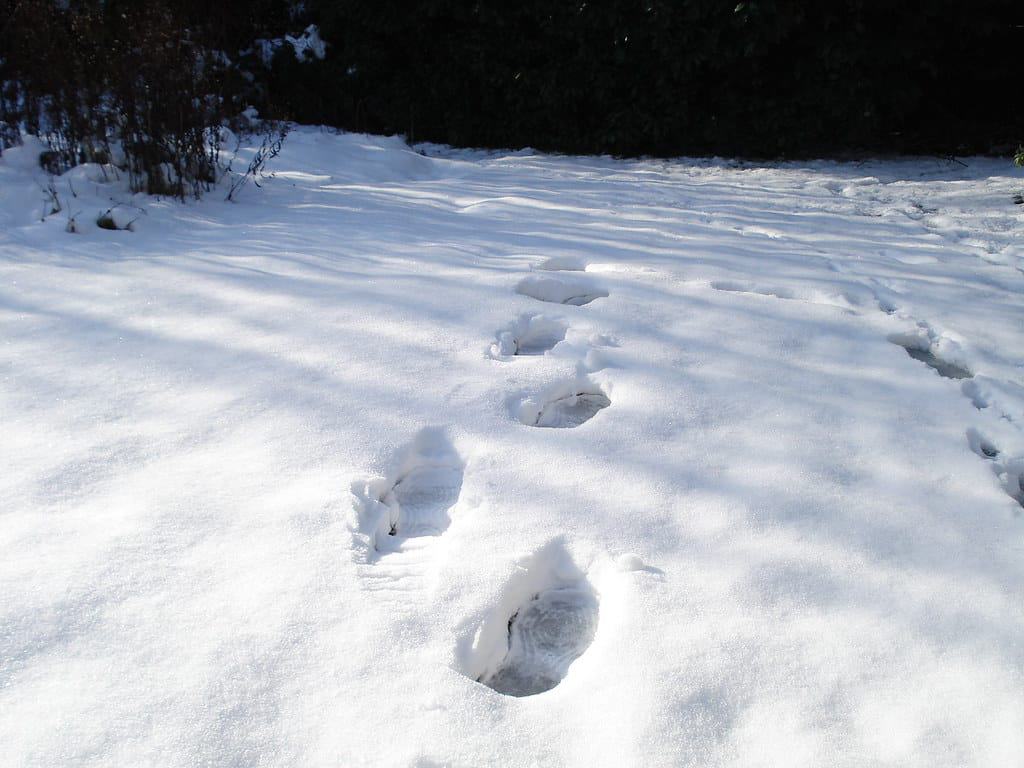 Know The Different Types Of Snow For More Efficient Snowblower Use